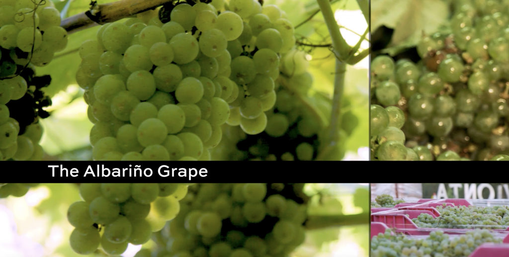 Vionta 5 - The Albarino Grape - Freixenet Mionetto - Trade Tool