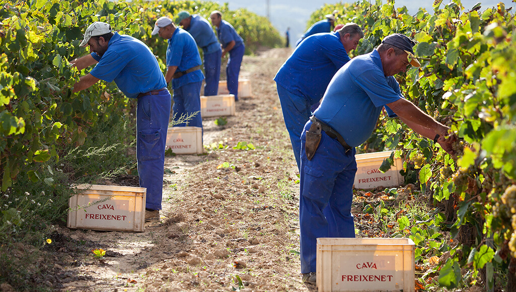 Freixenet Cava - Freixenet Mionetto